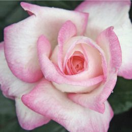 2025 Rose List Is Here! - Walter Andersen Nursery